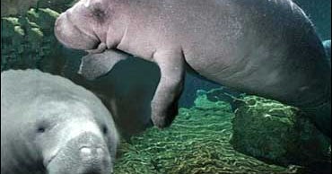 Manatees In Peril - CBS News