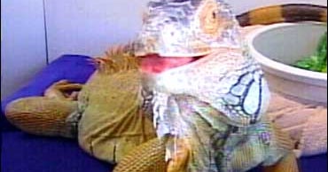 A Lizard- Loving Lifestyle - CBS News