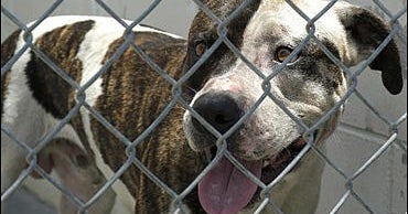 Woman Loses Ear In Pit Bull Attack - CBS News