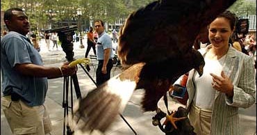 Big Apple Hawk Bites Chihuahua - CBS News