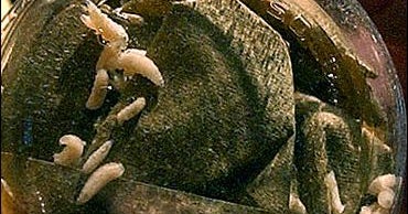 Maggots Graduate To Crime Fighters - CBS News