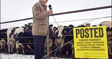 Canada Likely Source Of Sick Cow - CBS News
