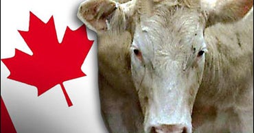 Canada Confirms Mad Cow Positive - CBS News