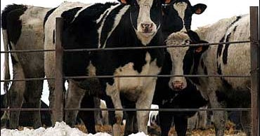 Mad Cow Hunt Gains Steam - CBS News