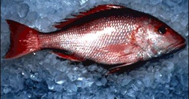 Phony Fish At The Market - CBS News