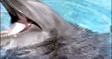 Fuji The Dolphin's Rubber Tail - CBS News