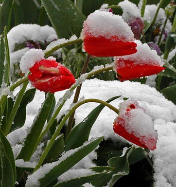 Rare Spring Snowstorm