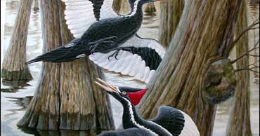 Finding The 'Lord God Bird' - CBS News