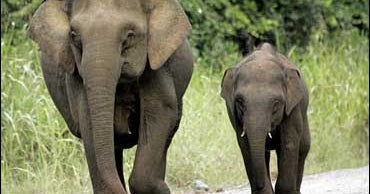 Spying On The Pygmy Elephant - CBS News