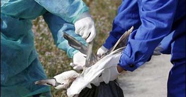 Turkey, Romania Slaughter Poultry - CBS News