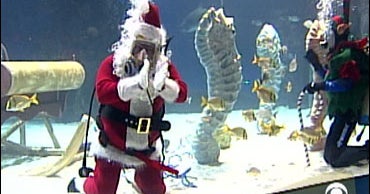 'Scuba Santa' Swims With Sharks - CBS News