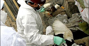 Five New Bird Flu Cases In Turkey - CBS News