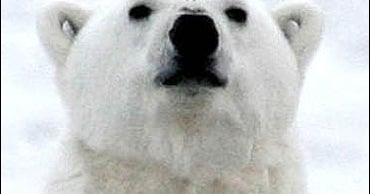 World's Oldest Polar Bear, 41, Dies - CBS News