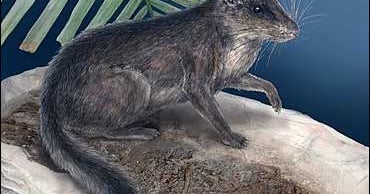 Ancient Rat-Squirrel Rediscovered - CBS News