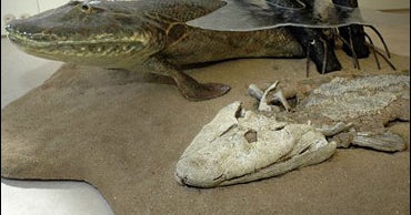 One Heck Of A Fish Story - CBS News