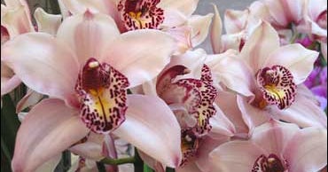 Orchids: A Flower With Power - CBS News