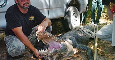Trappers Say They Caught Killer Gator - CBS News