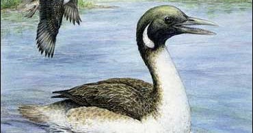 Missing Link In Bird Evolution Found - CBS News