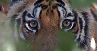 Woman Mauled To Death By Captive Tiger - CBS News