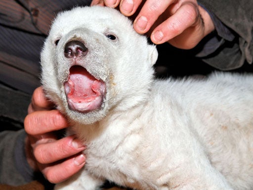 Nuts Over Knut