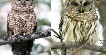 Blasting Some Owls To Save Others? - CBS News