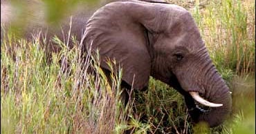 Deal Offered to Protect Elephants - CBS News
