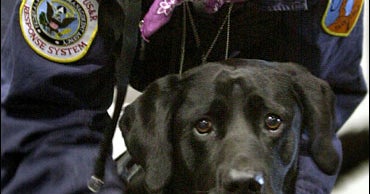9/11, Katrina Rescue Dog Dies Of Cancer - CBS News