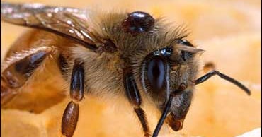 Millions Of Bees Swarm Calif. Highway - CBS News