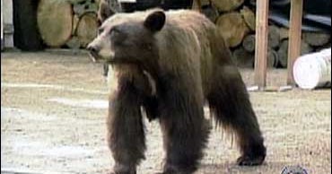 Bears Busy Making Themselves At Home - CBS News