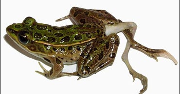 Deformed Frogs: A Possible Cause - CBS News