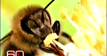 What's Wrong With The Bees? - CBS News