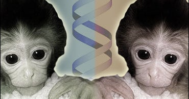 Cloned Monkey Embryos Stem Cell Boon? - CBS News