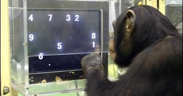 Chimps Beat College Kids In Computer Game - CBS News