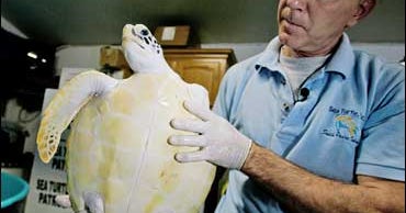 Endangered Turtle To Get Bionic Flipper - CBS News