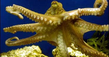 The Violent, Passionate Life Of An Octopus - CBS News