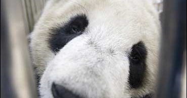 Panda Killed In China Earthquake Mourned - CBS News