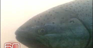 The Fuss Over Fish - CBS News