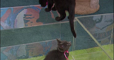 Meow! It's Kitten Season - CBS News