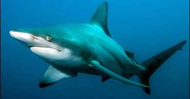 Another Shark "Virgin Birth" Confirmed - CBS News