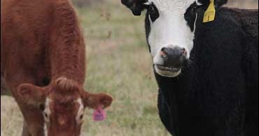 EPA's Air Pollution Target: Flatulent Cows - CBS News