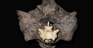 Fossils Reveal Mammoth Snake - CBS News