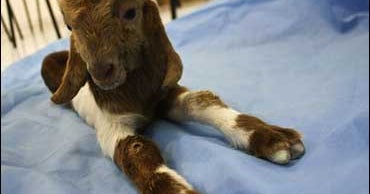Iranian Scientists Clone Goat - CBS News
