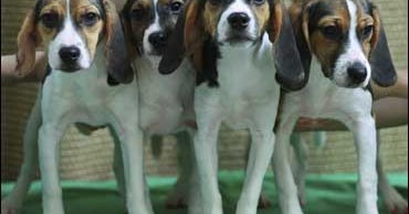 Scientists: We've Cloned Glowing Dogs - CBS News