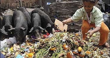 Egypt To Pigs: Off With Your Heads - CBS News