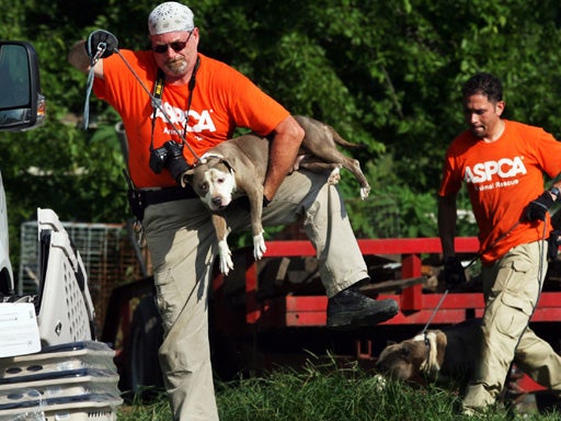 Inside Dog-Fighting's Brutal World