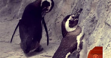 Male Penguin Couple Splits Over Female - CBS News