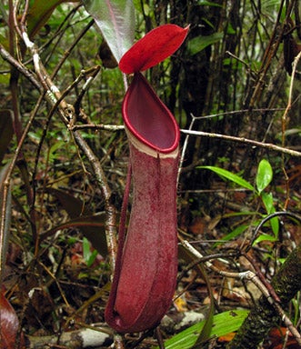 Rodent-Eating Plants