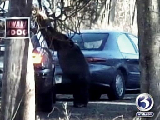 Chimp Victim Charla Nash