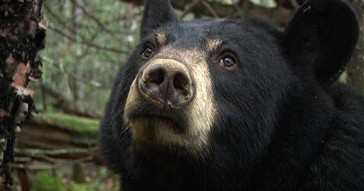 If a Bear Gives Birth in the Woods... - CBS News
