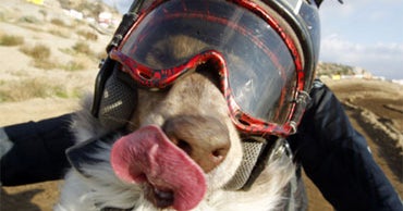 Off-Road Racing Dog Has Need for Speed - CBS News